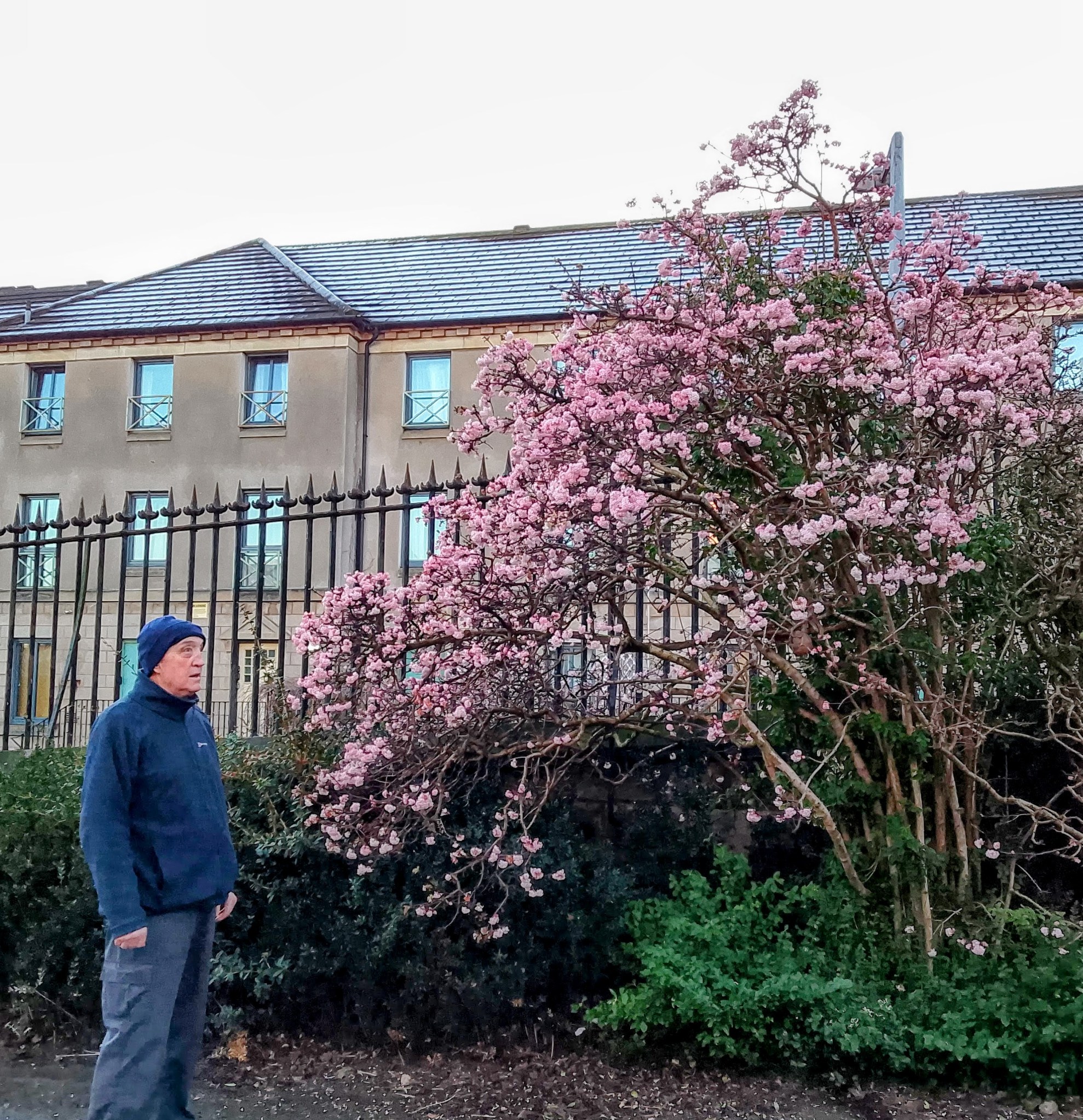 Cherry Blossom in Winter – rmemme.com